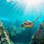 Key Largo Snorkeling Trips & Sandbar Tours - Why This Tour Is a Solid Choice