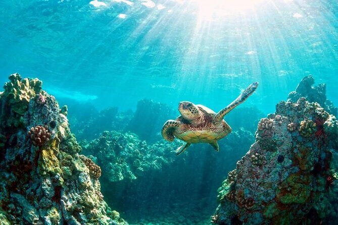 Key Largo Snorkeling Trips & Sandbar Tours - Why This Tour Is a Solid Choice