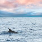 Key West: Afternoon Catamaran Sail and Dolphin Watch - Analyzing the Value