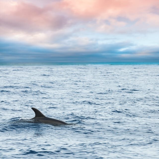 Key West: Afternoon Catamaran Sail and Dolphin Watch - Analyzing the Value