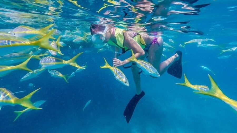 Key West: Afternoon Reef Snorkel Tour with Open Bar - The Snorkeling Experience: Details & Authentic Insights