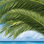 Key West: Luggage Services - A Detailed Look at the Luggage Services in Key West