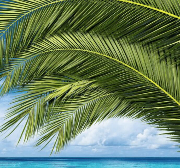 Key West: Luggage Services - A Detailed Look at the Luggage Services in Key West