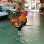 Key West: Secret Walking Food Tour - What’s Included and What’s Not