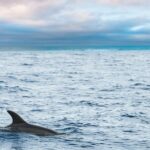 Key West Sunset Sail: Dolphin Watching, Wine, and Tapas - The Experience in Detail