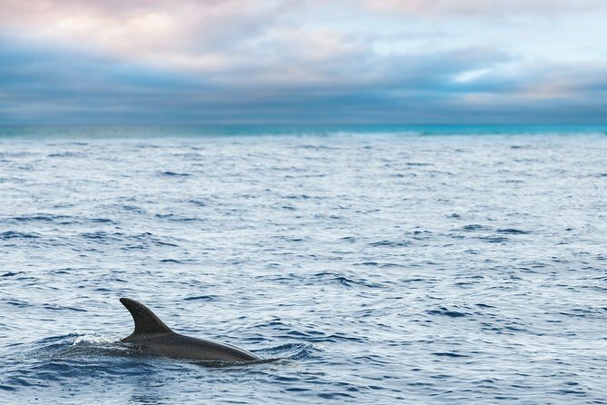 Key West Sunset Sail: Dolphin Watching, Wine, and Tapas - The Experience in Detail