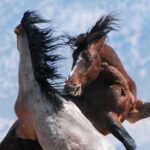 Kicking Red Canyon Wild Mustang Bus Tour Deals 5 PM In Cody - A Balanced Look: Pros and Cons