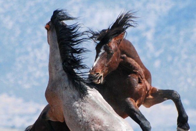 Kicking Red Canyon Wild Mustang Bus Tour Deals 5 PM In Cody - A Balanced Look: Pros and Cons