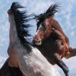Kicking Red Canyon Wild Mustang Bus Tour Deals 8am Daily - Final Thoughts: Is This Tour for You?