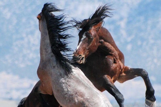 Kicking Red Canyon Wild Mustang Bus Tour Deals 8am Daily - Final Thoughts: Is This Tour for You?
