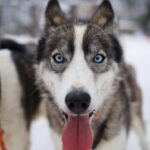 Kiruna: Morning Husky Sled Ride with Coffee Break - The Experience’s Pros and Cons