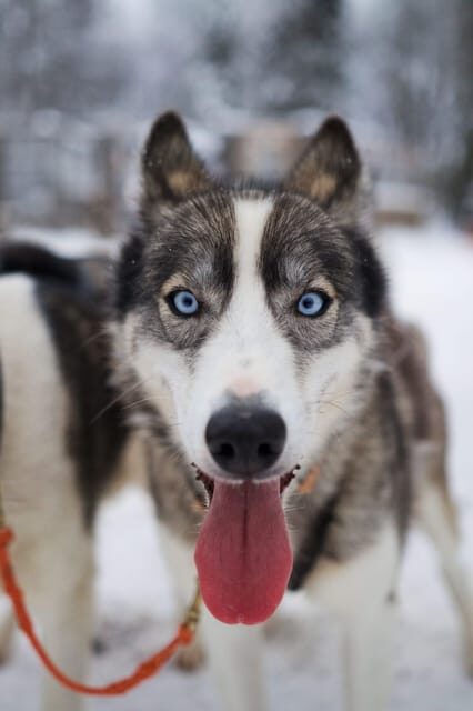 Kiruna: Morning Husky Sled Ride with Coffee Break - The Experience’s Pros and Cons