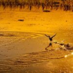 Kissimmee: Boggy Creek Sunset Airboat Tour - What Makes It Special?