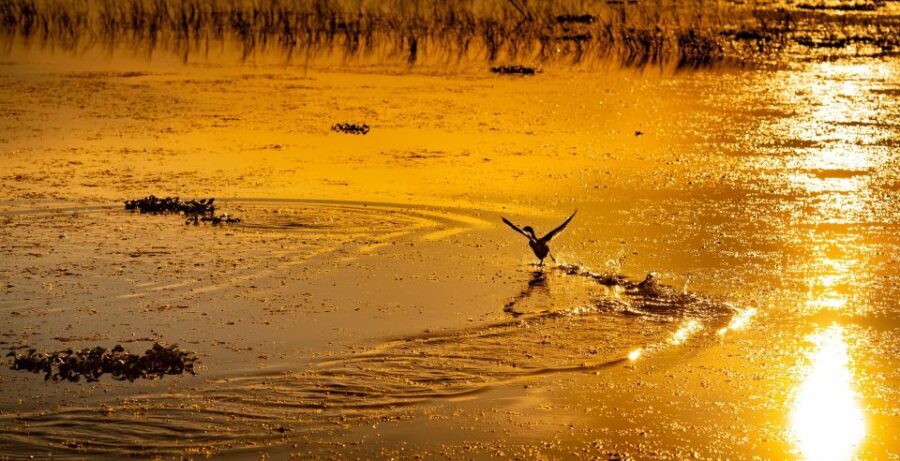 Kissimmee: Boggy Creek Sunset Airboat Tour - What Makes It Special?