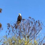 Kissimmee: Florida Everglades Pontoon Boat Tour - Itinerary Breakdown