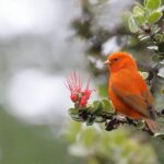 Klauea Hike and Lava Gazing with Native Hawaiian - FAQ