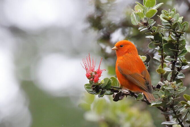 Klauea Hike and Lava Gazing with Native Hawaiian - FAQ