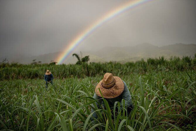 Ko Hana Rum Tour and Tasting - Who Will Appreciate This Tour?