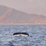 Ko Olina: Captain's Sunset + Tasting - The Boat and Crew: Comfort and Expertise
