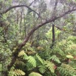 Kona: Big Island Big Volcano Adventure - Comfort, Transportation & Group Size