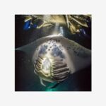 Kona Manta Ray Night Snorkel Adventure! Small Group - A Few Considerations
