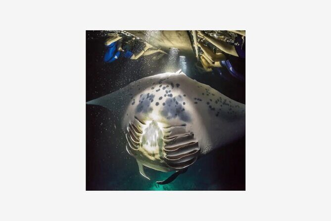 Kona Manta Ray Night Snorkel Adventure! Small Group - A Few Considerations