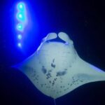KONA Manta Ray Night Snorkel - FREE re-ride if no Sightings - Authentic Experiences Based on Guest Feedback
