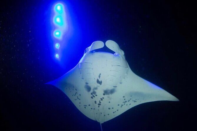 KONA Manta Ray Night Snorkel - FREE re-ride if no Sightings - Authentic Experiences Based on Guest Feedback
