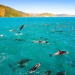 Kona Wild Dolphin, Sea Cave & Captain Cook Reef Snorkel Adventure - When Things Don’t Go as Planned