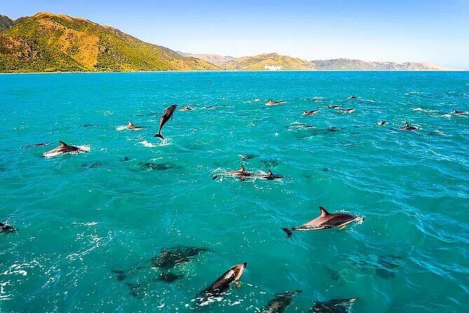 Kona Wild Dolphin, Sea Cave & Captain Cook Reef Snorkel Adventure - When Things Don’t Go as Planned