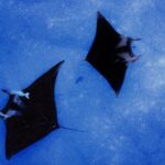 Kona's Magical Manta Ray Night Snorkel: Small-Group Eco-Tour - The Encounter with Manta Rays