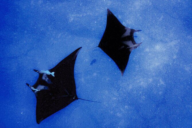 Kona's Magical Manta Ray Night Snorkel: Small-Group Eco-Tour - The Encounter with Manta Rays