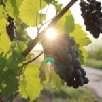 Korcula & Peljesac Wine Tasting Group Tour from Dubrovnik - Practical Details and Tips