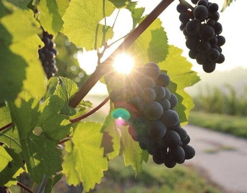 Korcula & Peljesac Wine Tasting Group Tour from Dubrovnik - Practical Details and Tips