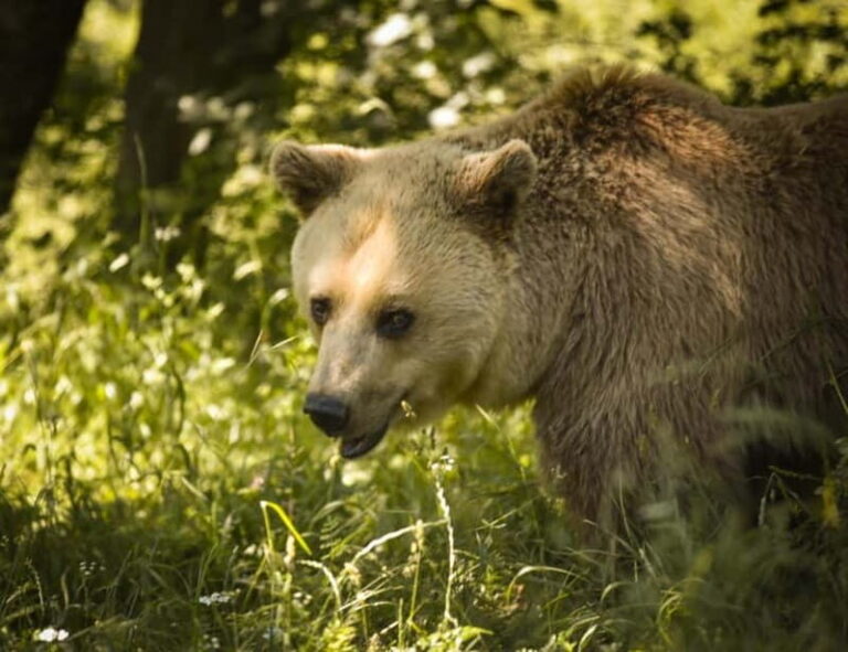 Kosovo: Bear Sanctuary Prishtina, (guided tour & shuttle) - Who Is This Tour Best For?
