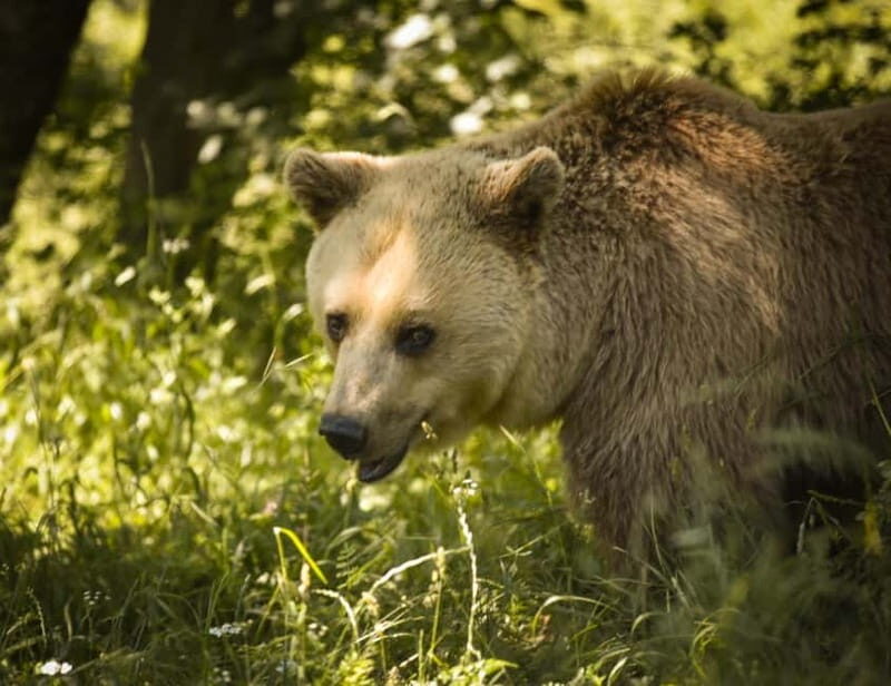 Kosovo: Bear Sanctuary Prishtina, (guided tour & shuttle) - Who Is This Tour Best For?