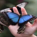 Krakow: Museum of Living Butterflies 2+1 - Unwrapping the Experience: What to Expect