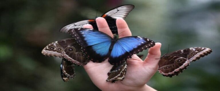 Krakow: Museum of Living Butterflies 2+1 - Unwrapping the Experience: What to Expect
