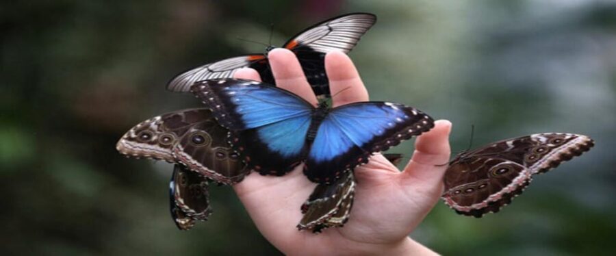 Krakow: Museum of Living Butterflies 2+1 - Unwrapping the Experience: What to Expect