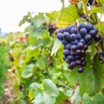 Krakow Wine Tasting Private Tour with Wine Expert - Why This Tour Stands Out