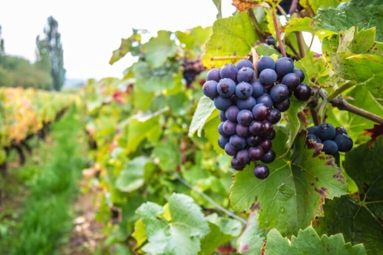 Krakow Wine Tasting Private Tour with Wine Expert - Why This Tour Stands Out