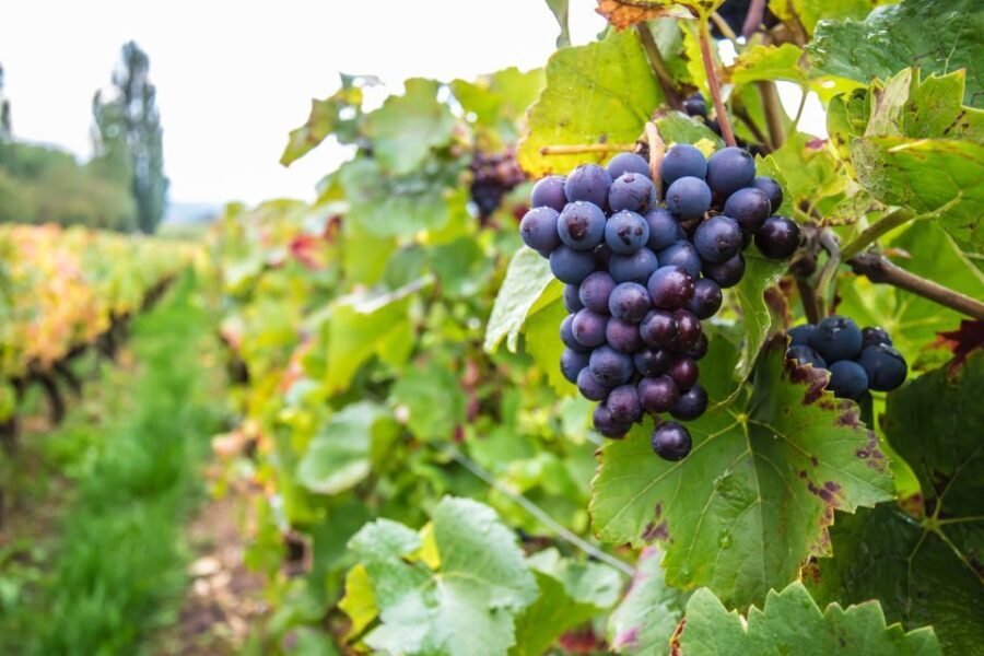 Krakow Wine Tasting Private Tour with Wine Expert - Why This Tour Stands Out