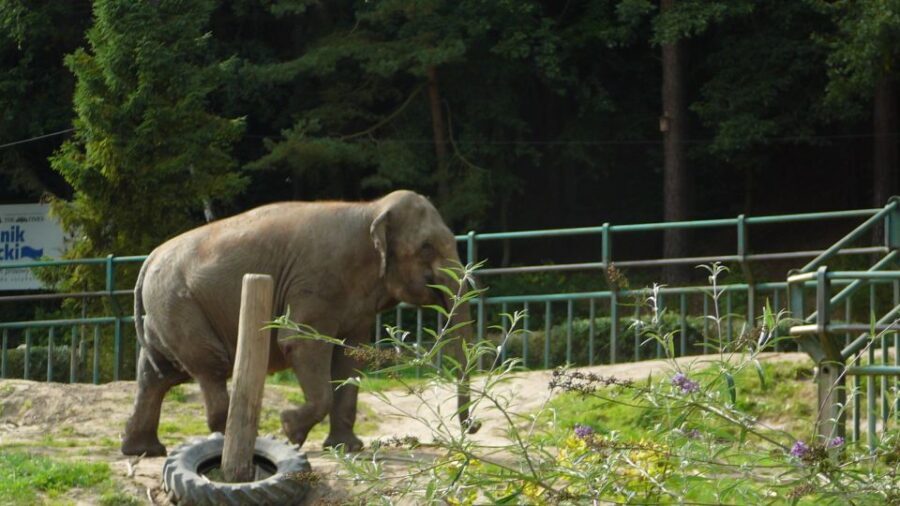 Krakow: Zoo Tour with Private Transport and Tickets - Who Will Love This Tour?
