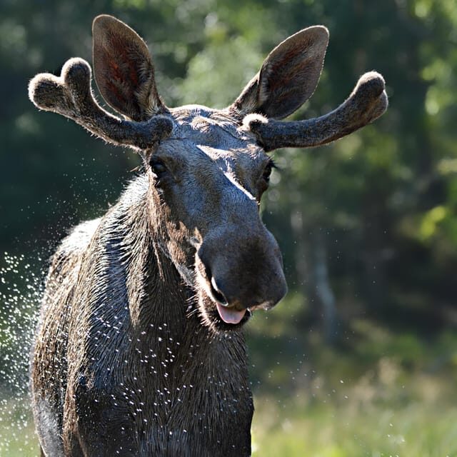 Kristiansand: Guided Bus Tour and Moose Park Experience - Why This Tour Is a Great Choice
