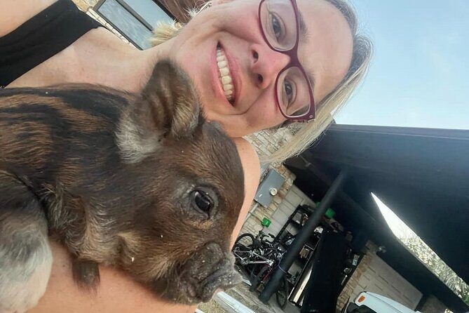 KuneKune Pig Farm Tour - Why This Tour Is Worth Considering