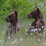 Kuusamo: Bear watching evening - The Itinerary in Detail