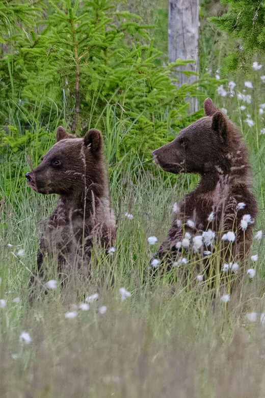 Kuusamo: Bear watching evening - The Itinerary in Detail