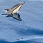La Herradura: Sailboat with a view of dolphins-Shared - Activities on Board