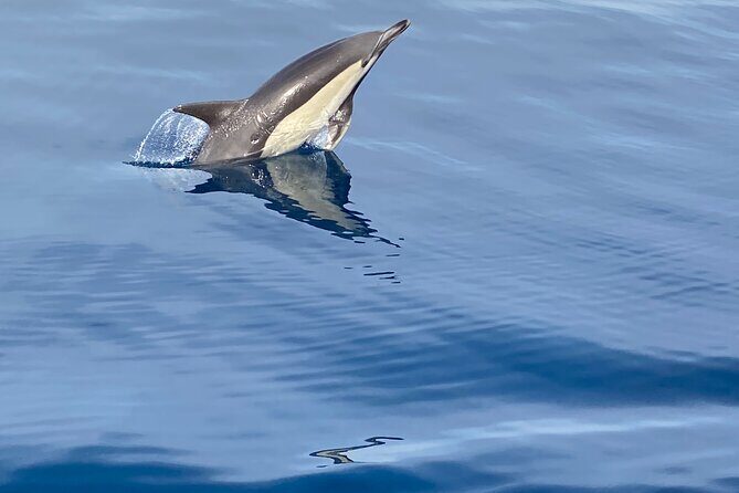 La Herradura: Sailboat with a view of dolphins-Shared - Activities on Board
