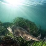 La Jolla: 2.5-Hour Kayak and Snorkel Tour - What Makes This Tour Stand Out?